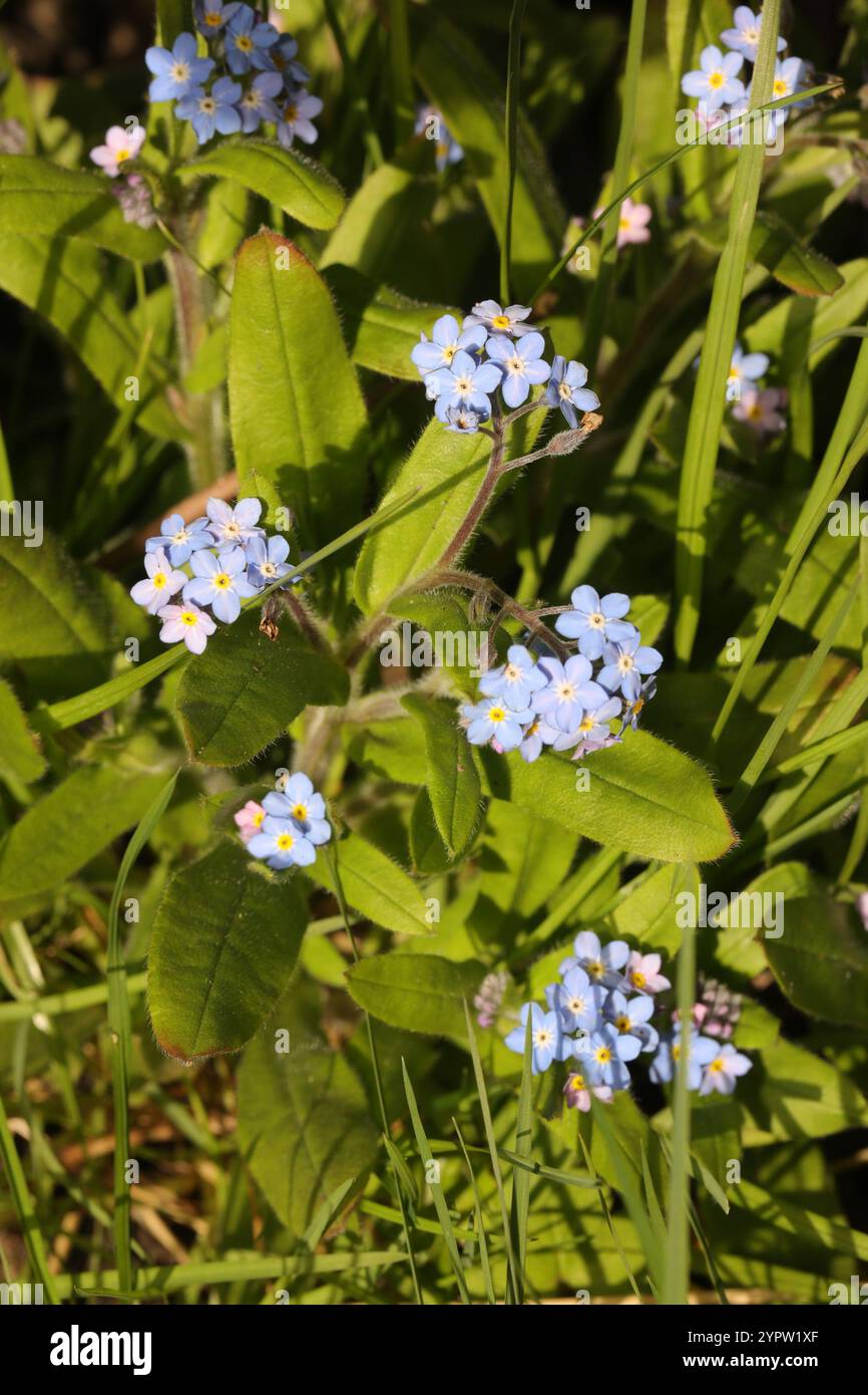 Wood Forget-me-not (Myosotis sylvatica Stock Photo - Alamy