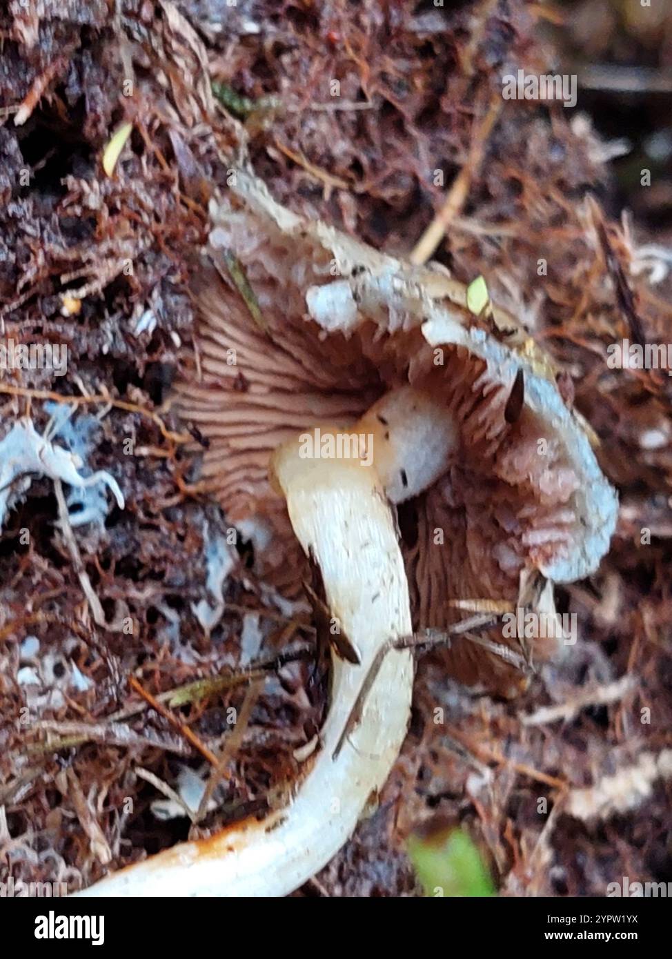 elegant blue webcap (Cortinarius rotundisporus Stock Photo - Alamy