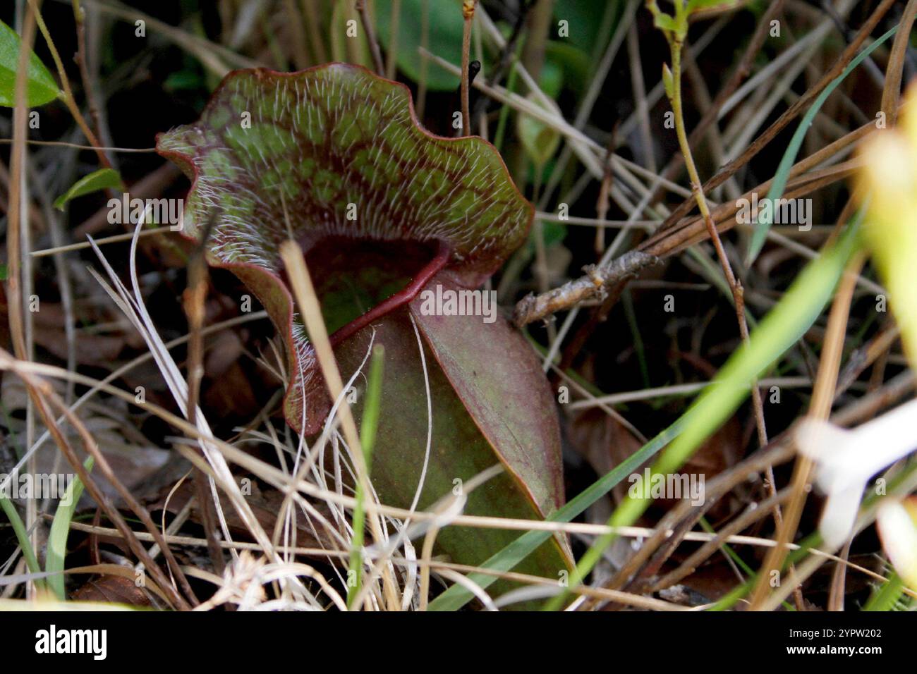 Southern Purple Pitcher Plant (Sarracenia purpurea venosa Stock Photo ...