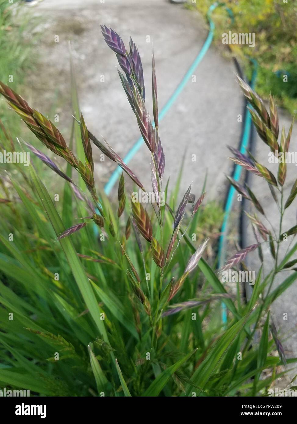 California brome (Bromus carinatus Stock Photo - Alamy