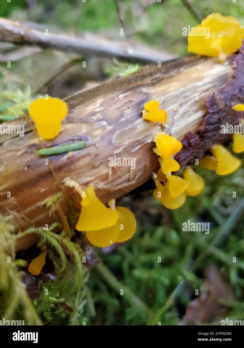 alpine jelly cone (Guepiniopsis alpina Stock Photo - Alamy