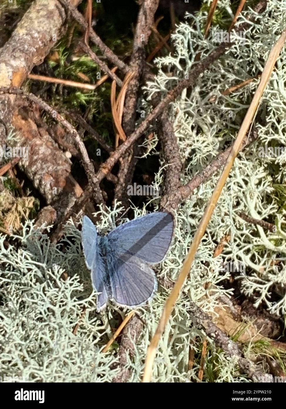 Echo Azure (Celastrina echo Stock Photo - Alamy