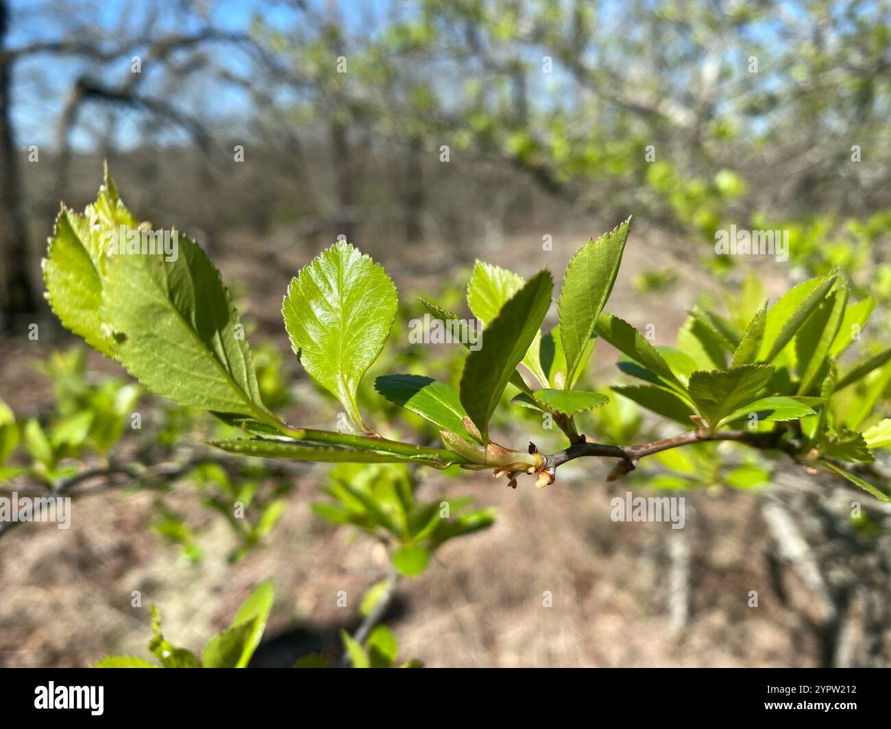 green hawthorn (Crataegus viridis Stock Photo - Alamy