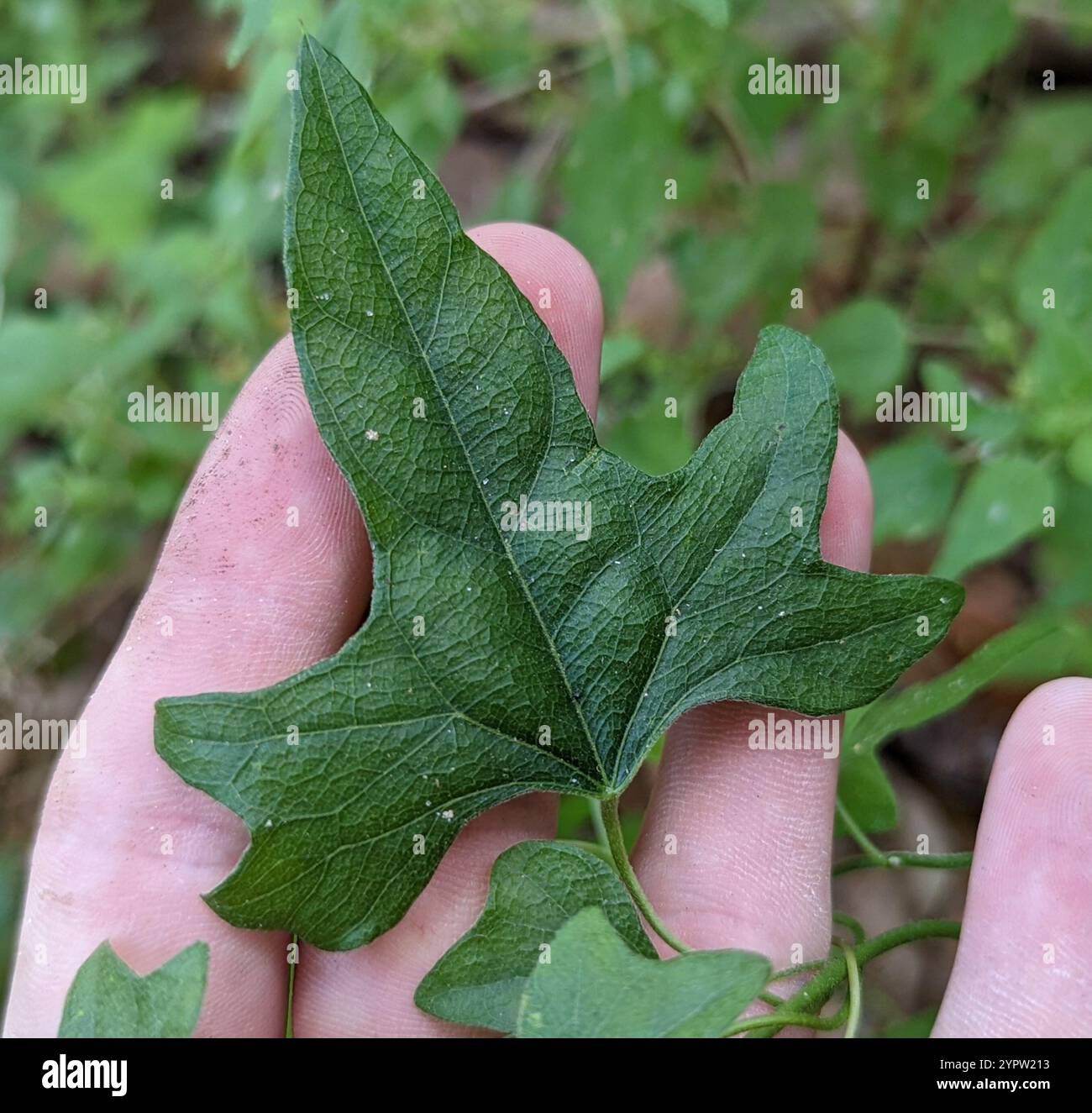 Carolina snailseed (Nephroia carolina Stock Photo - Alamy