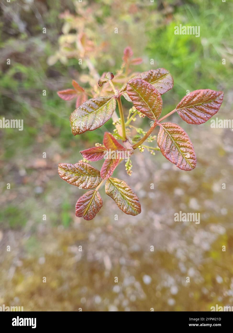 Pacific poison oak (Toxicodendron diversilobum Stock Photo - Alamy