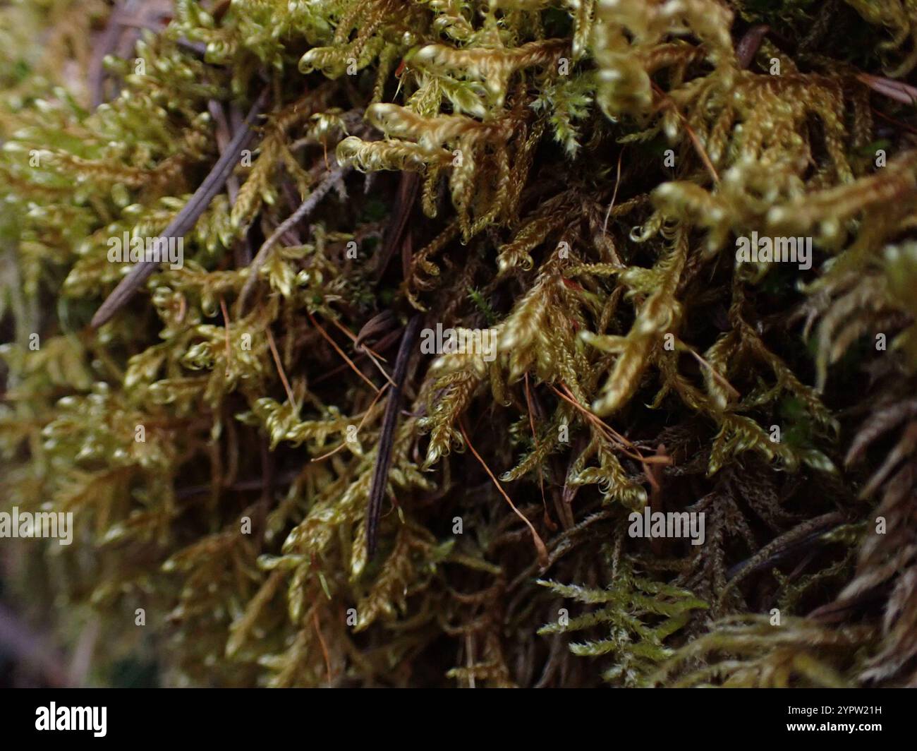 Sickle-leaved Hook-moss (Sanionia uncinata Stock Photo - Alamy