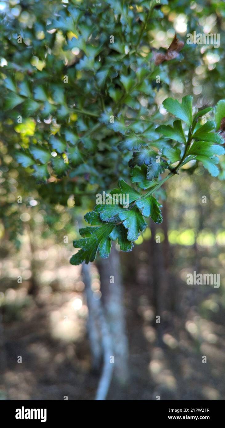 celery pine (Phyllocladus trichomanoides Stock Photo - Alamy