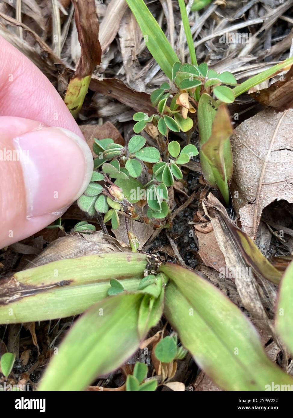 Creeping tick trefoil hi-res stock photography and images - Alamy