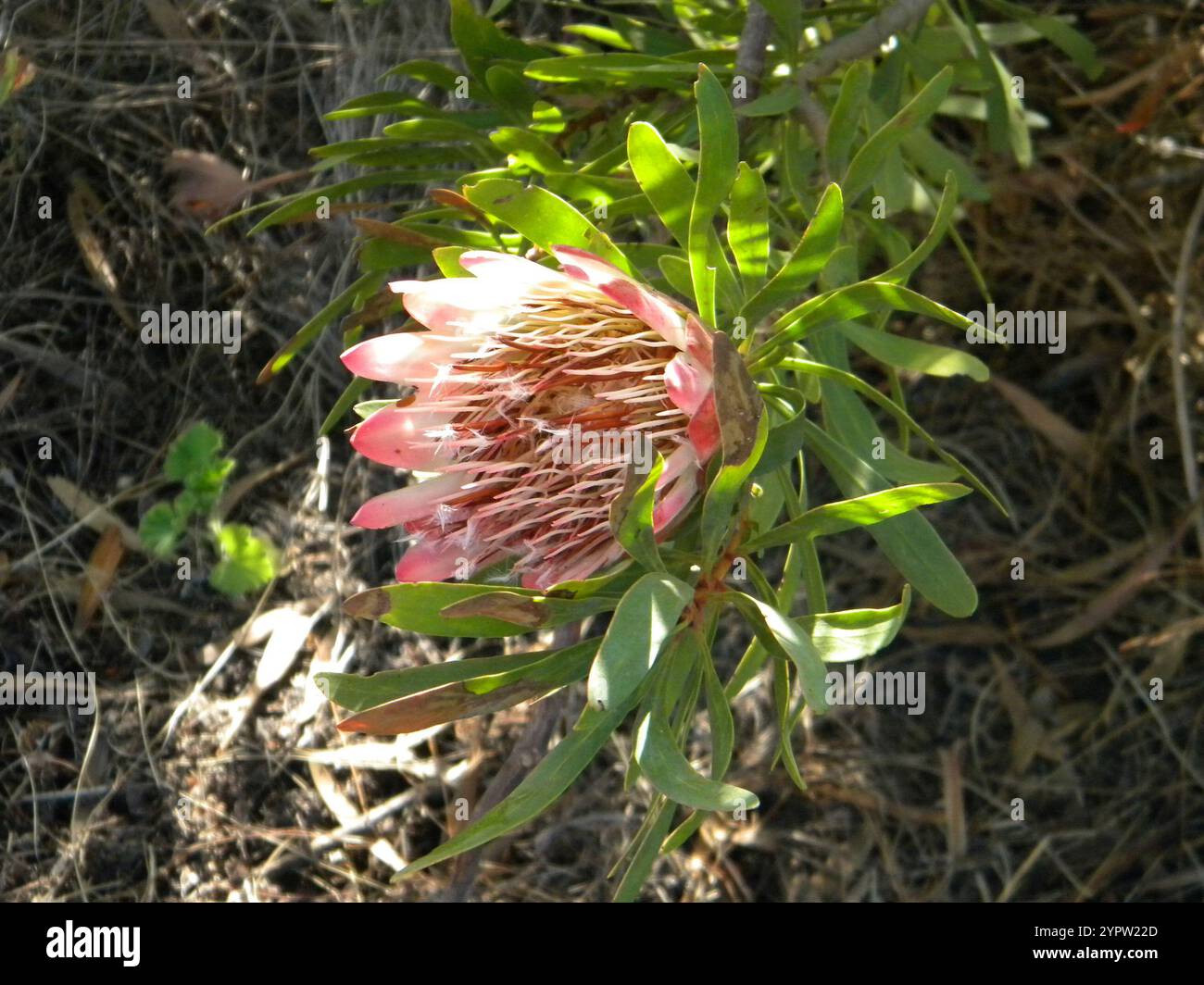 Common Sugarbush (Protea repens Stock Photo - Alamy