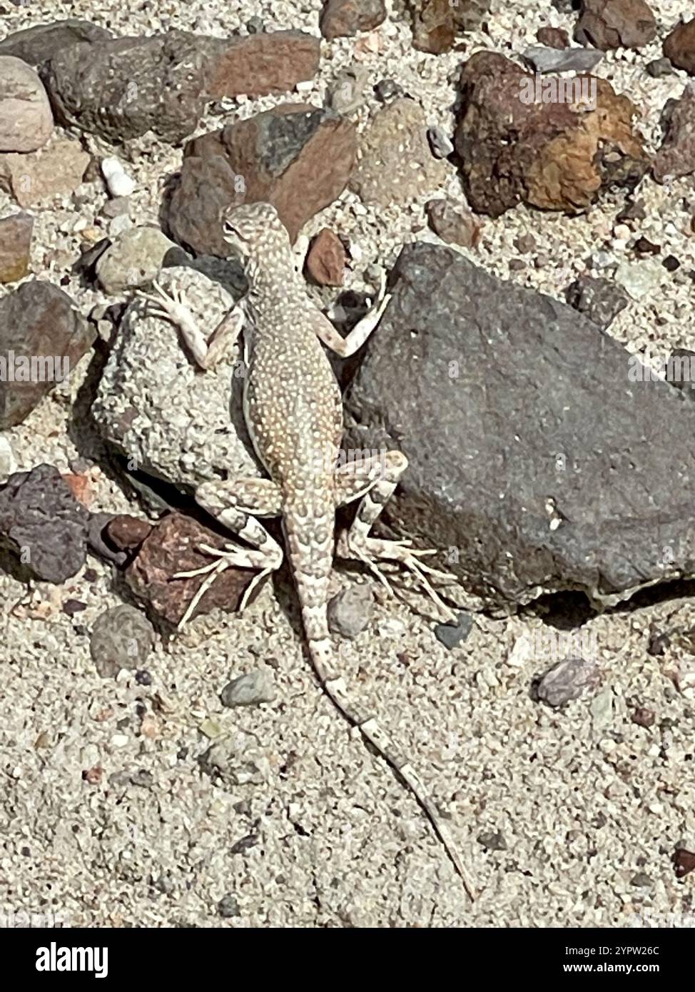 Zebra-tailed Lizard (Callisaurus draconoides Stock Photo - Alamy