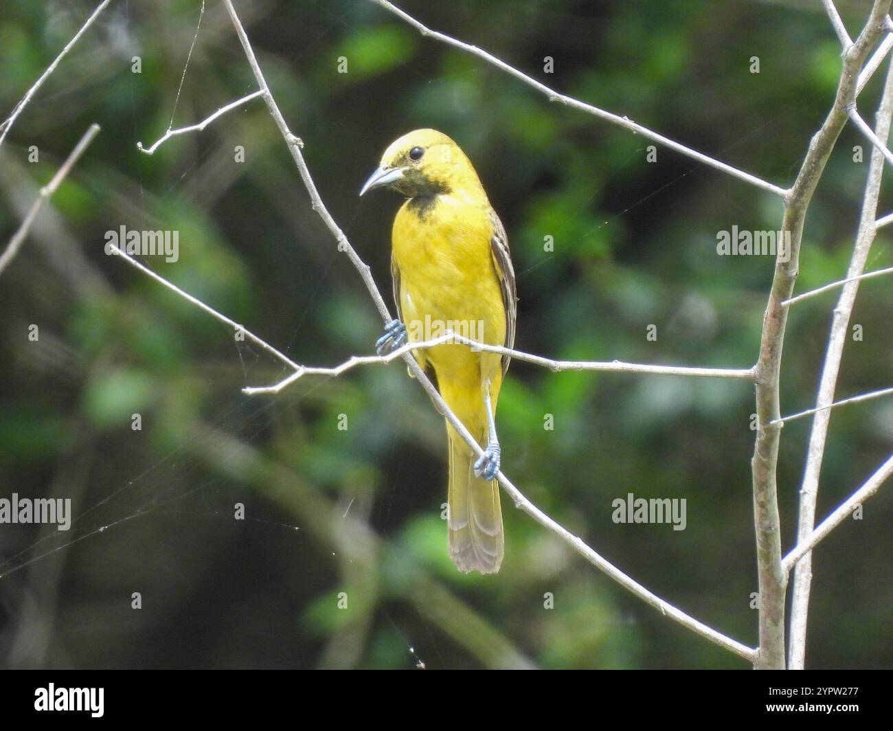 Orchard Oriole (Icterus spurius Stock Photo - Alamy