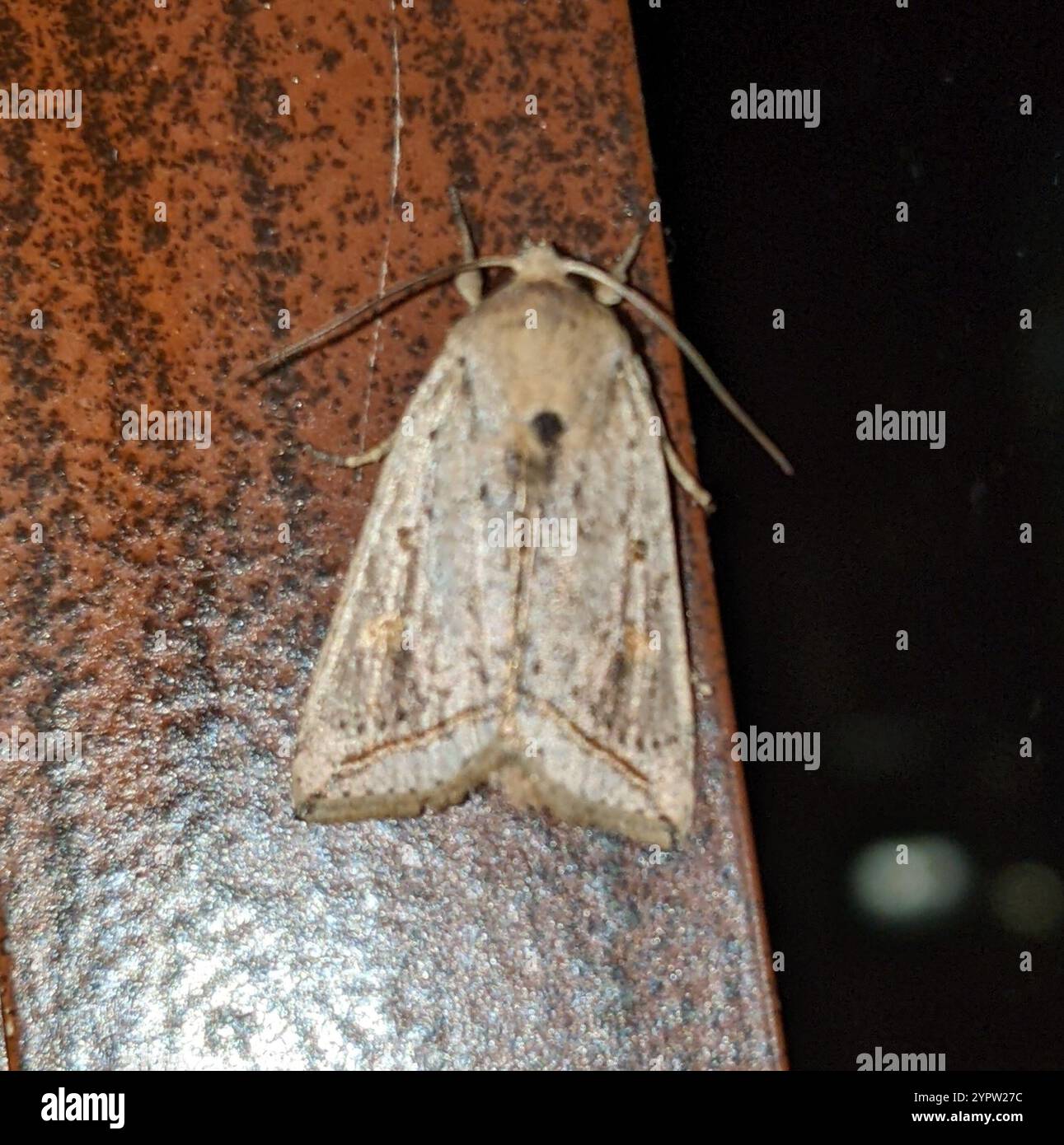 Cutworms and Dart Moths (Noctuinae Stock Photo - Alamy