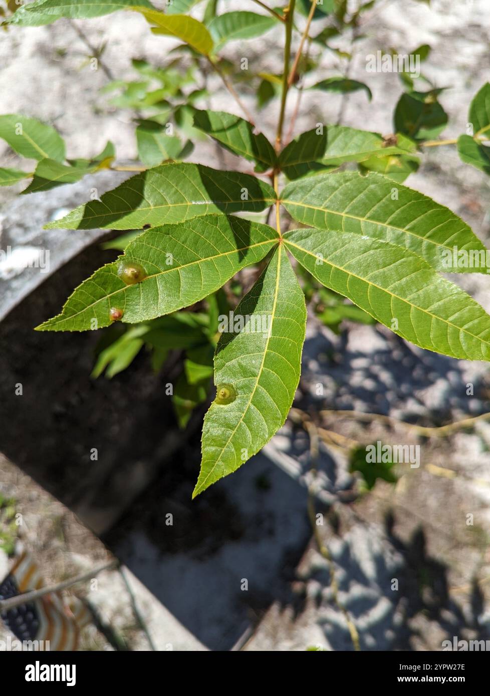 Scrub Hickory (Carya floridana Stock Photo - Alamy