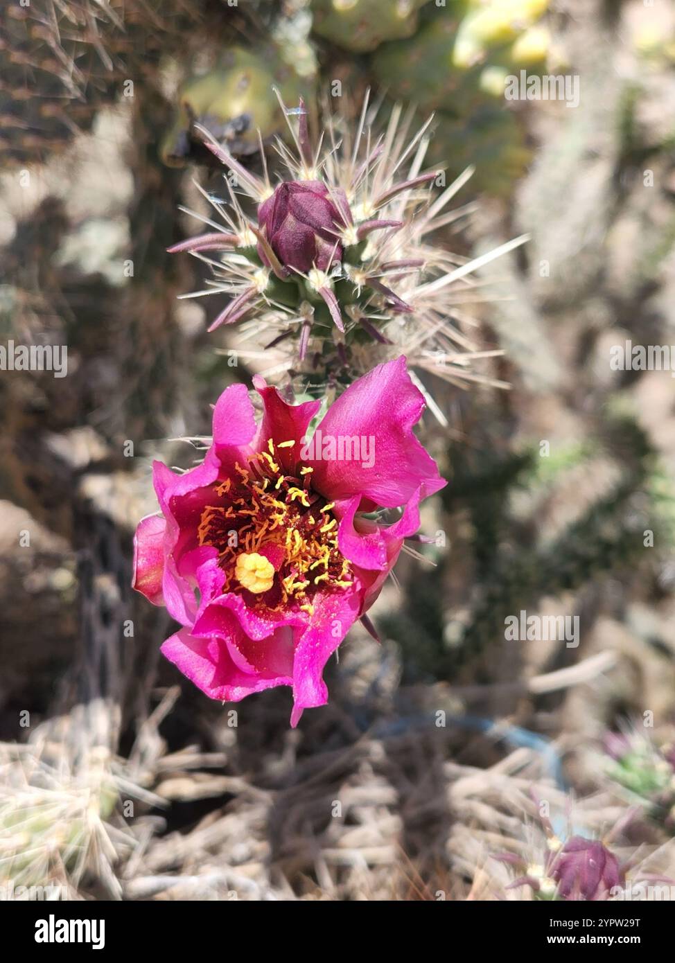 tree cholla (Cylindropuntia imbricata Stock Photo - Alamy