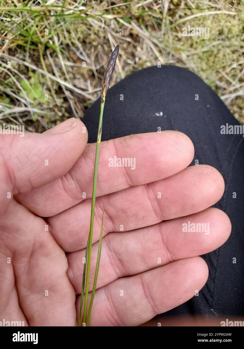 Long-stolon Sedge (Carex inops Stock Photo - Alamy