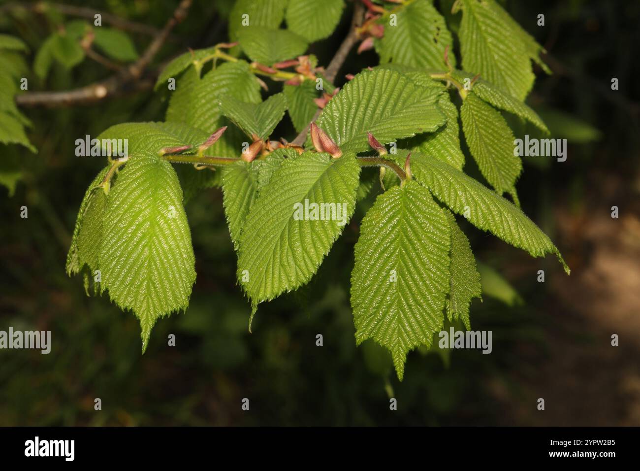 Wych Elm (Ulmus glabra Stock Photo - Alamy