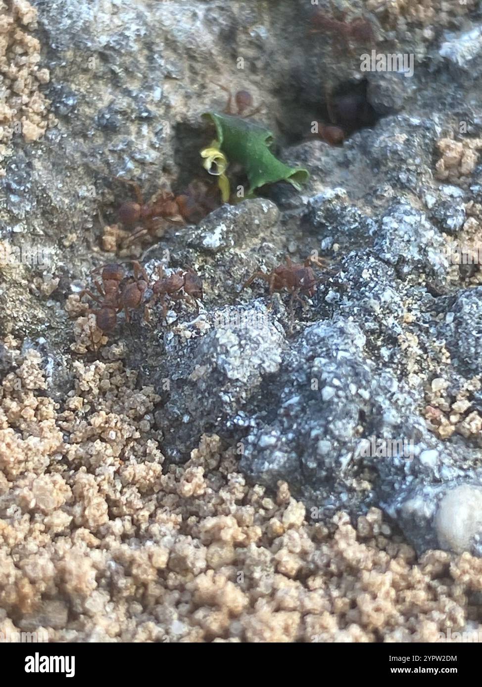 Northern Fungus-farming Ant (Trachymyrmex septentrionalis Stock Photo ...