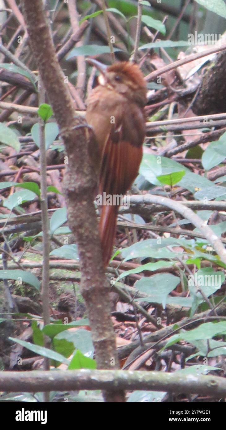 Tawny-winged Woodcreeper (Dendrocincla anabatina Stock Photo - Alamy