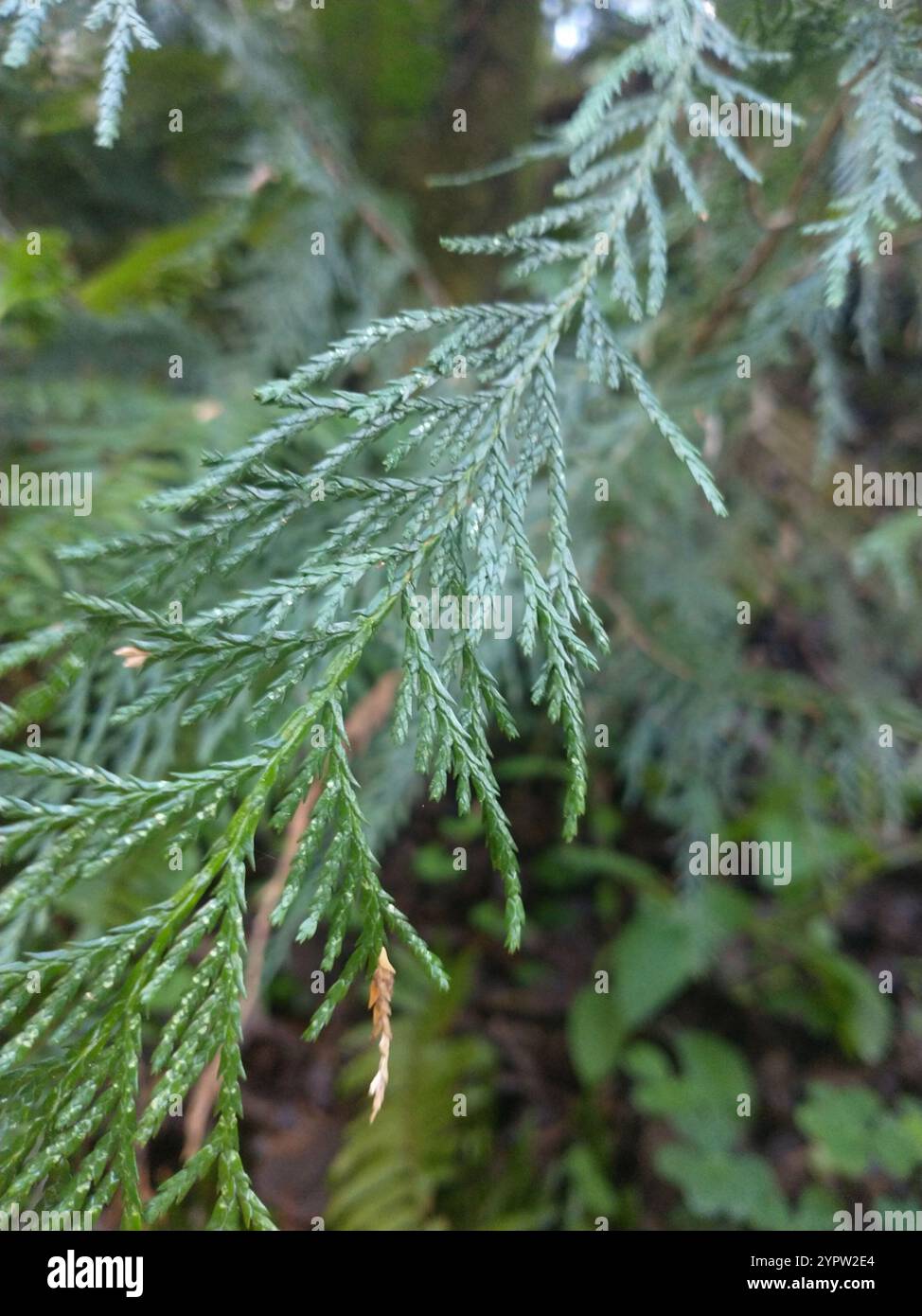 Lawson's cypress (Chamaecyparis lawsoniana Stock Photo - Alamy