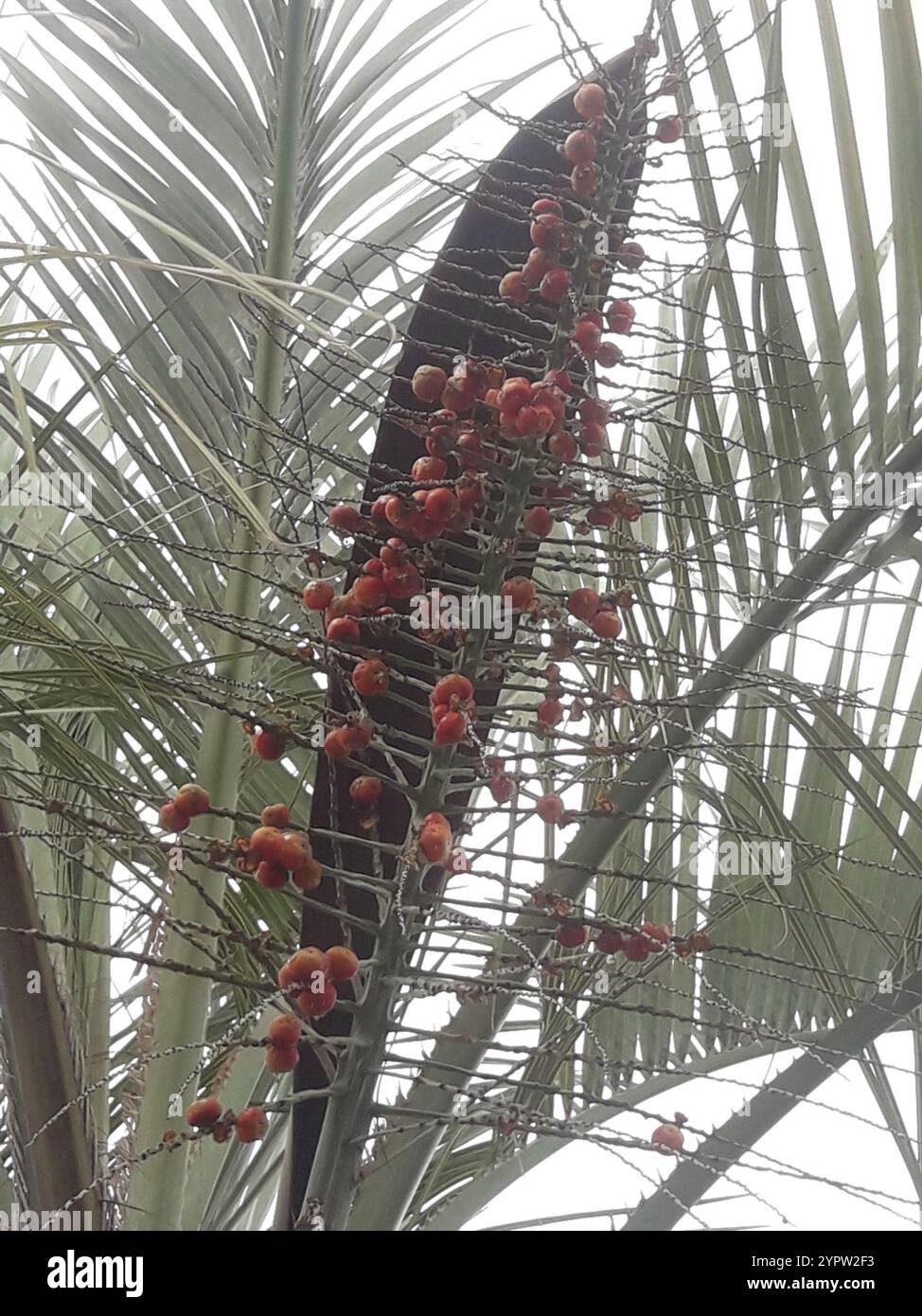 South American Jelly Palm (Butia odorata Stock Photo - Alamy