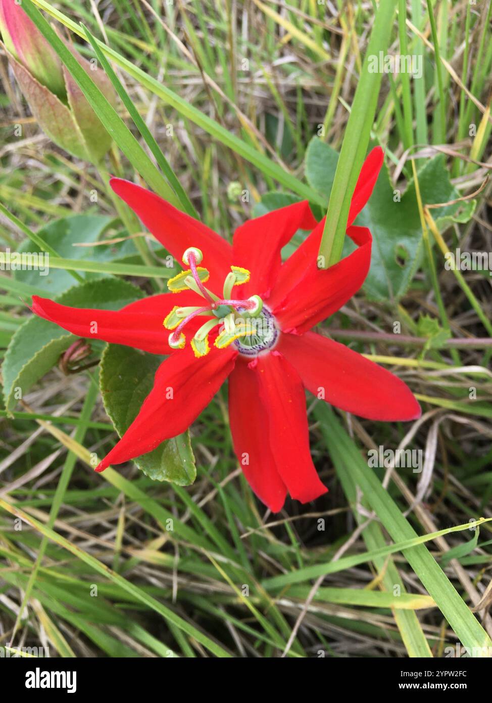 red passionflower (Passiflora manicata Stock Photo - Alamy