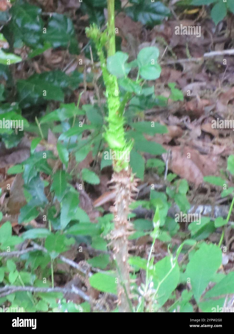 devil's walkingstick (Aralia spinosa Stock Photo - Alamy