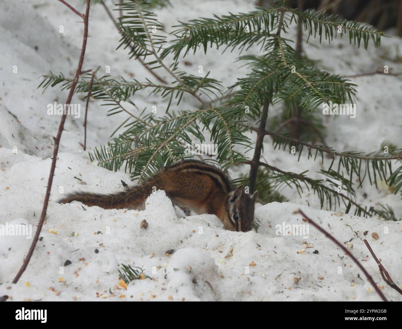 Least Chipmunk (Neotamias minimus Stock Photo - Alamy