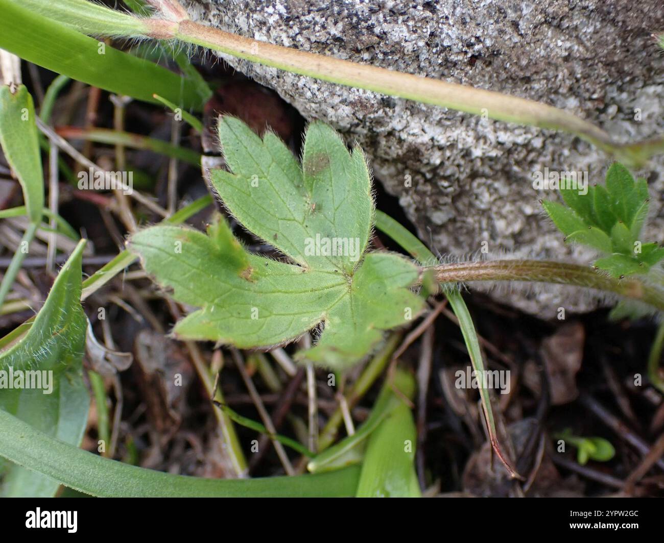 Western Buttercup (Ranunculus occidentalis Stock Photo - Alamy