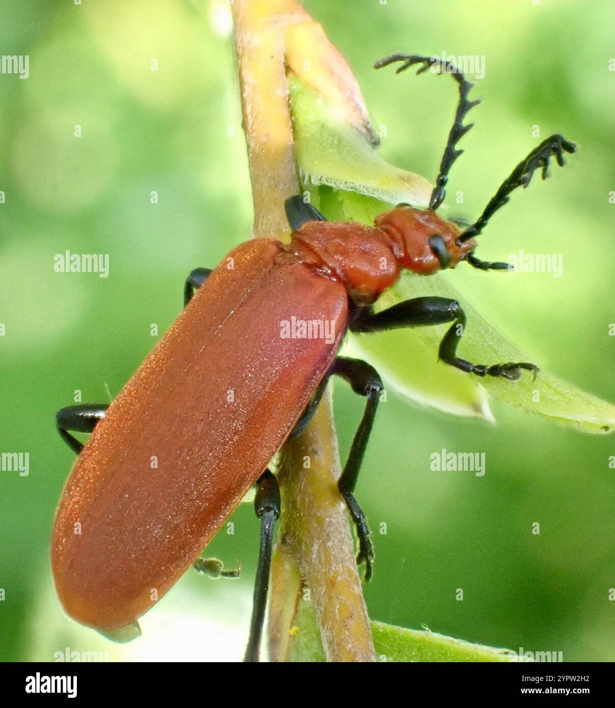Common Cardinal Beetle (Pyrochroa serraticornis Stock Photo - Alamy