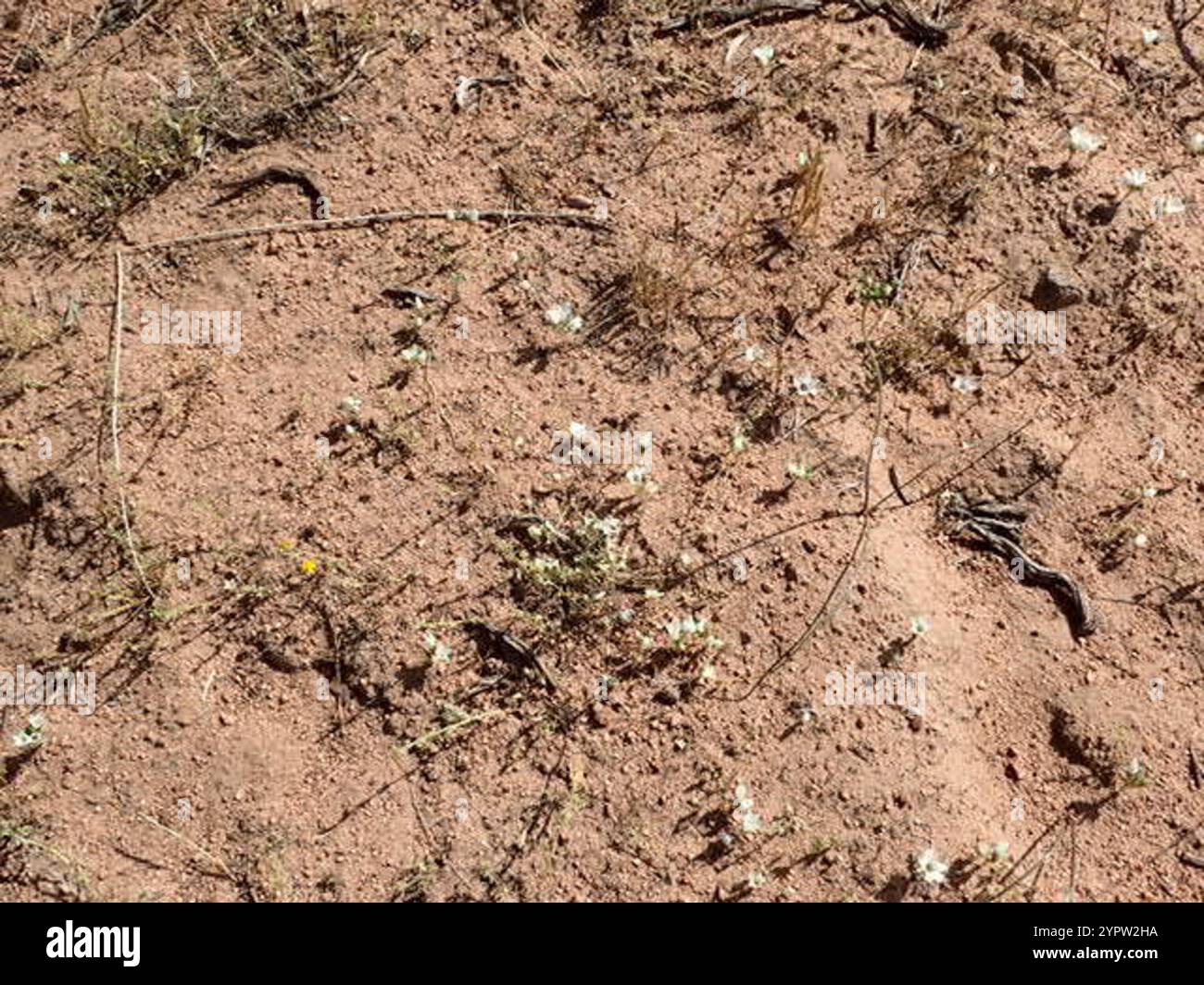 sandblossom (Linanthus parryae Stock Photo - Alamy