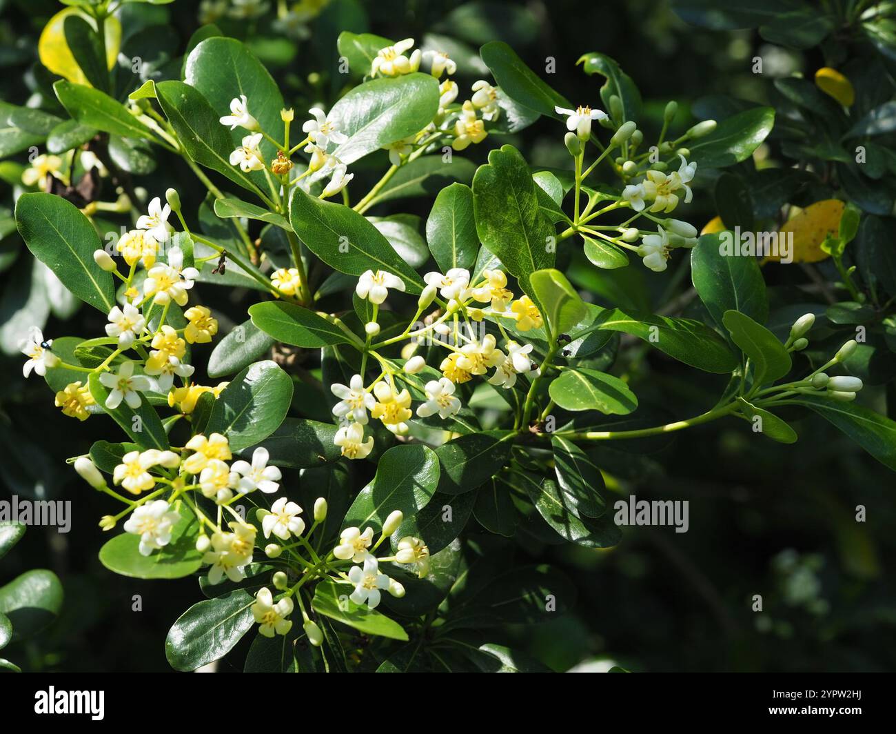 Japanese cheesewood (Pittosporum tobira Stock Photo - Alamy