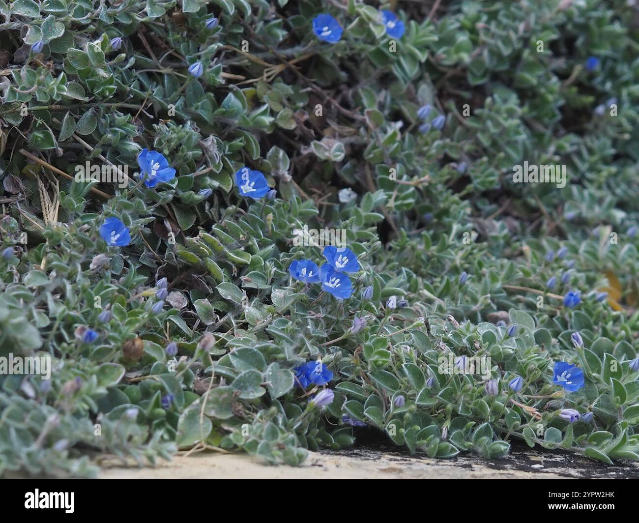 tropical speedwell (Evolvulus alsinoides Stock Photo - Alamy