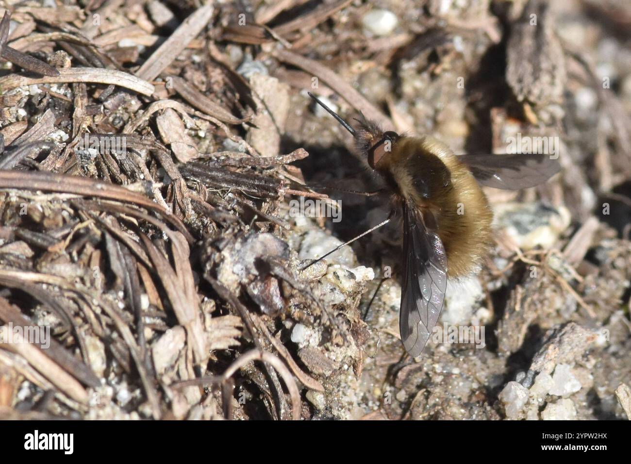 Greater Bee Fly (Bombylius major Stock Photo - Alamy
