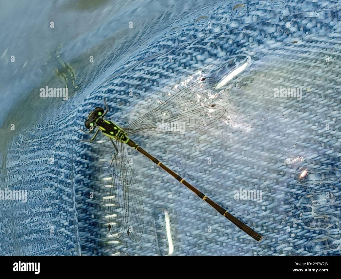 Fragile Forktail (Ischnura posita Stock Photo - Alamy