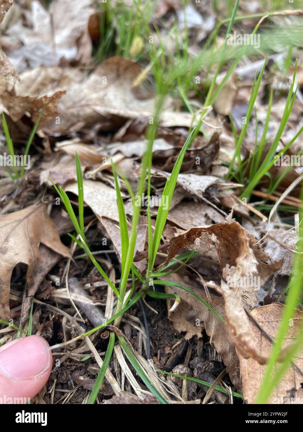 Pennsylvania sedge (Carex pensylvanica Stock Photo - Alamy