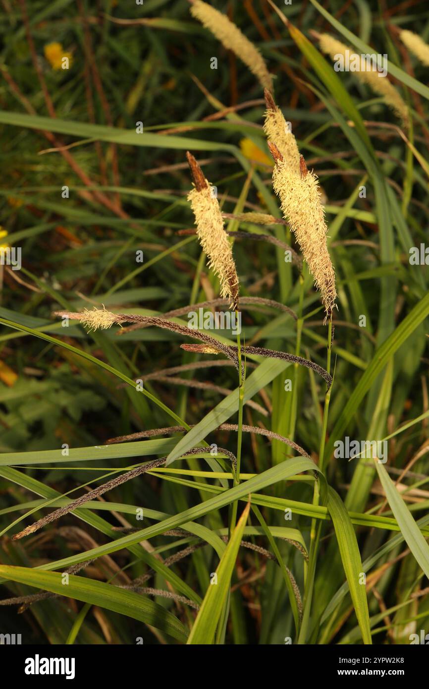 lesser pond sedge (Carex acutiformis Stock Photo - Alamy