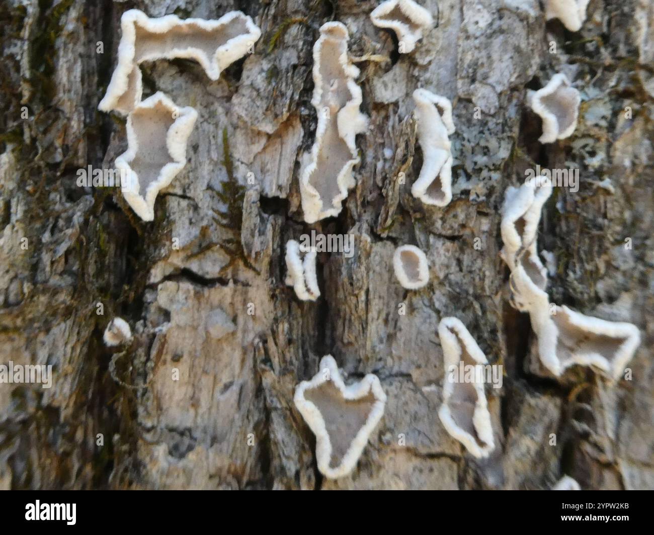 Smooth Patch Disease (Aleurodiscus oakesii Stock Photo - Alamy