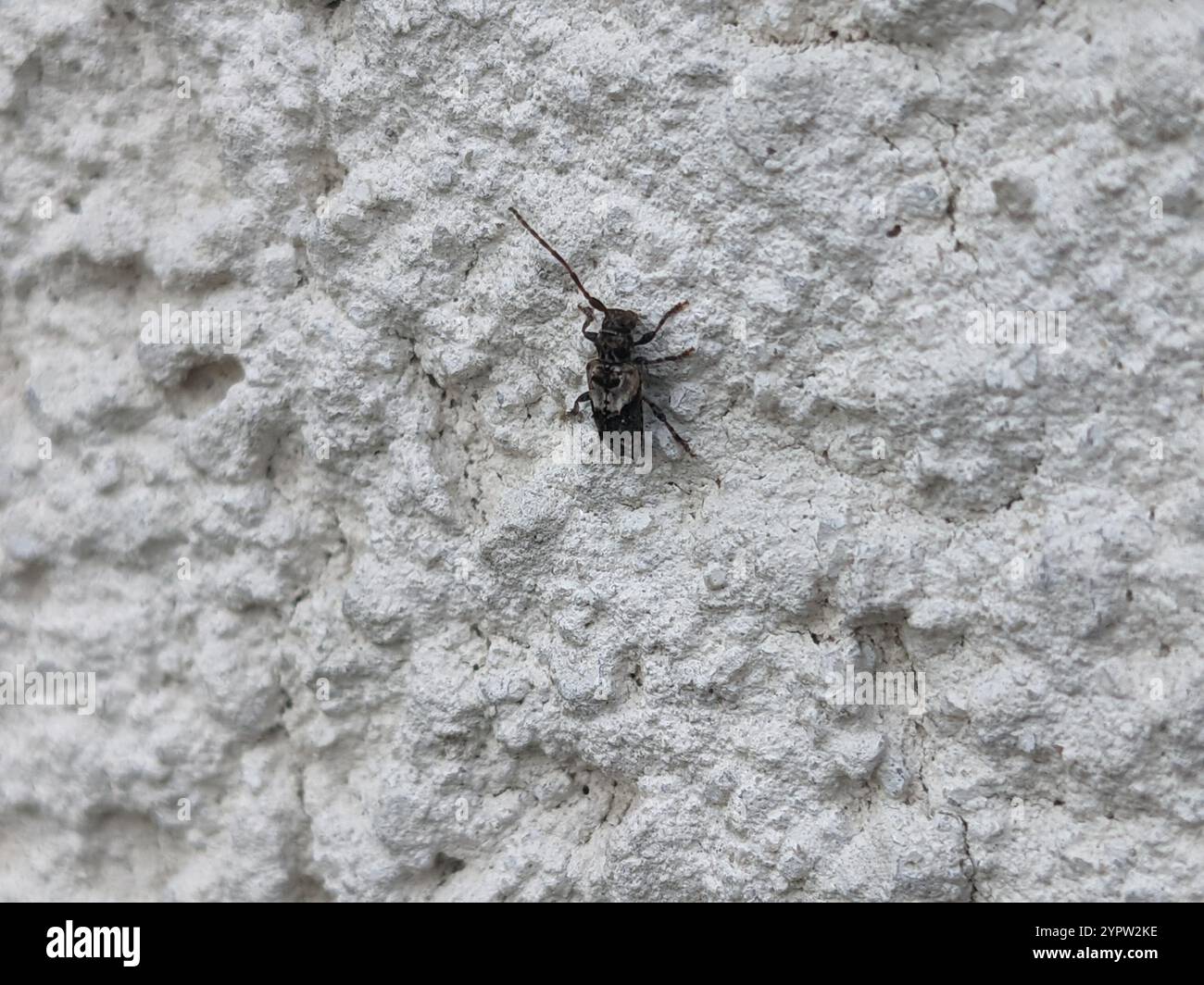 lesser thorn-tipped longhorn beetle (Pogonocherus hispidus Stock Photo ...