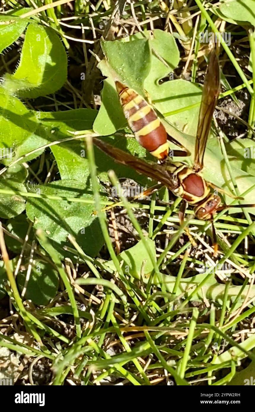 Guinea paper wasp hi-res stock photography and images - Alamy