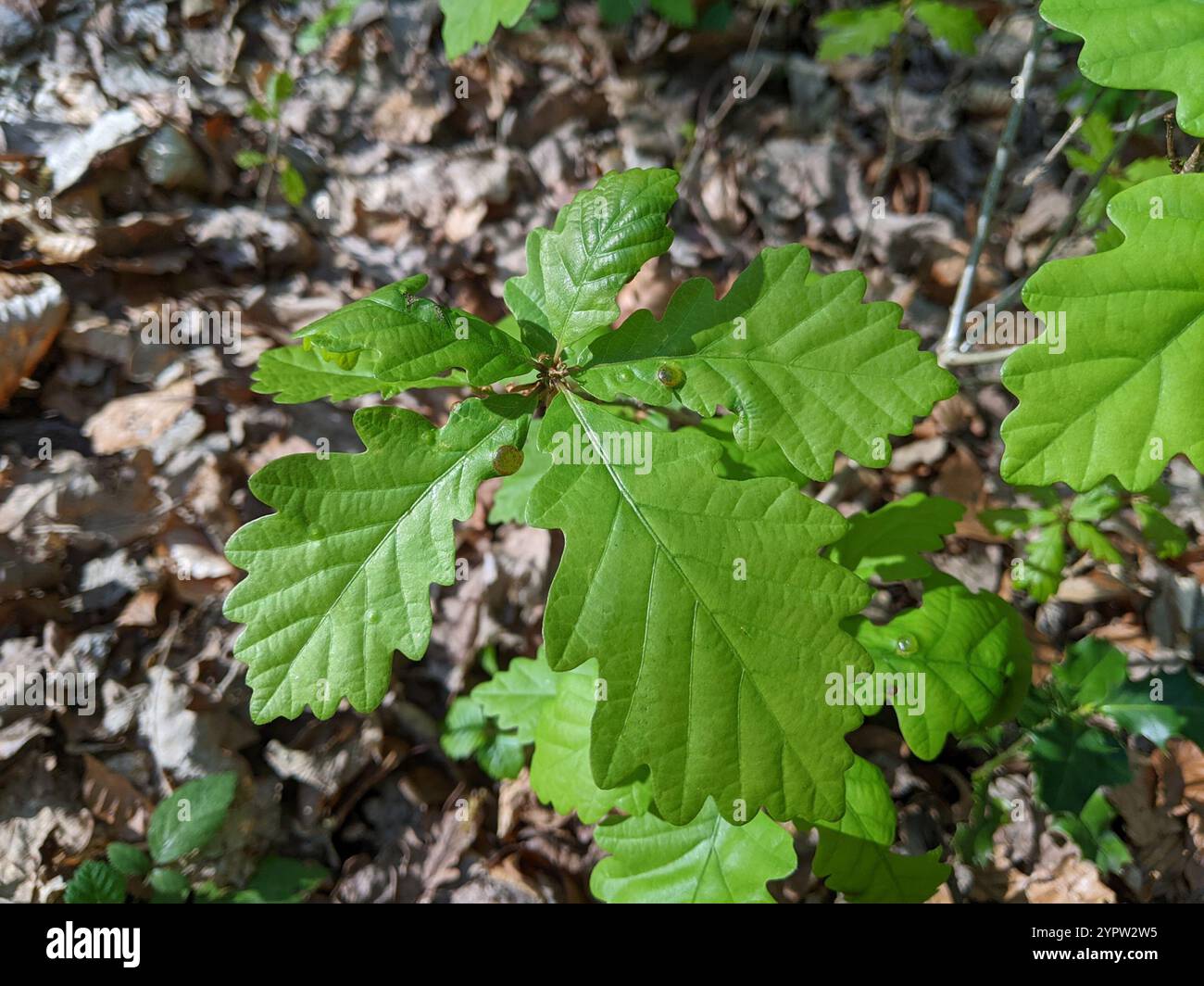 Common Spangle Gall Wasp (Neuroterus quercusbaccarum Stock Photo - Alamy