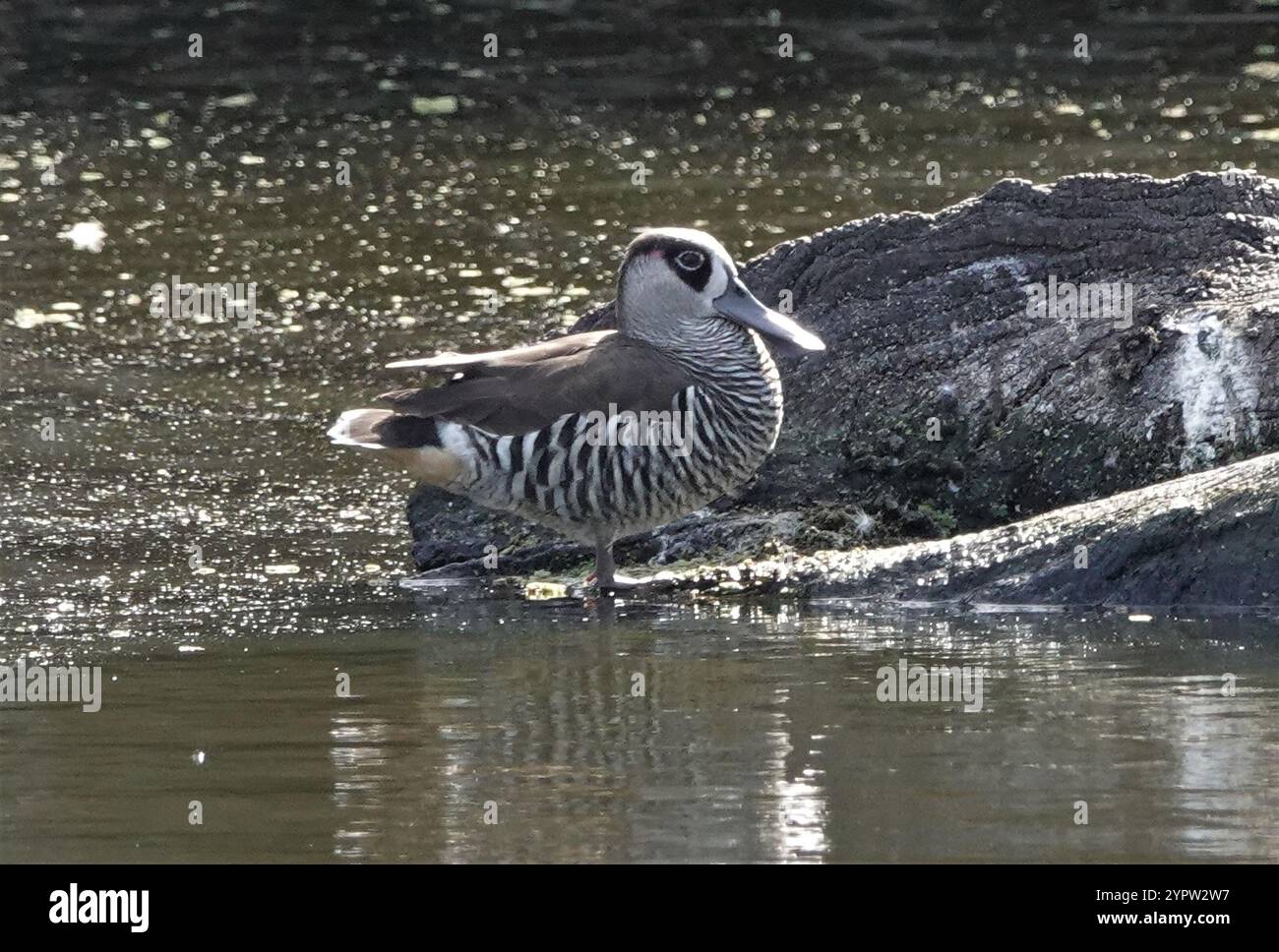 Pink-eared Duck (Malacorhynchus membranaceus Stock Photo - Alamy