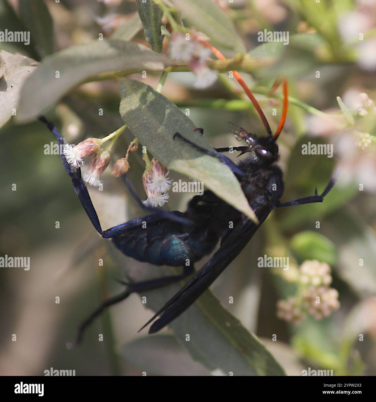 Tarantula-hawk Wasps and Allies (Pepsini Stock Photo - Alamy