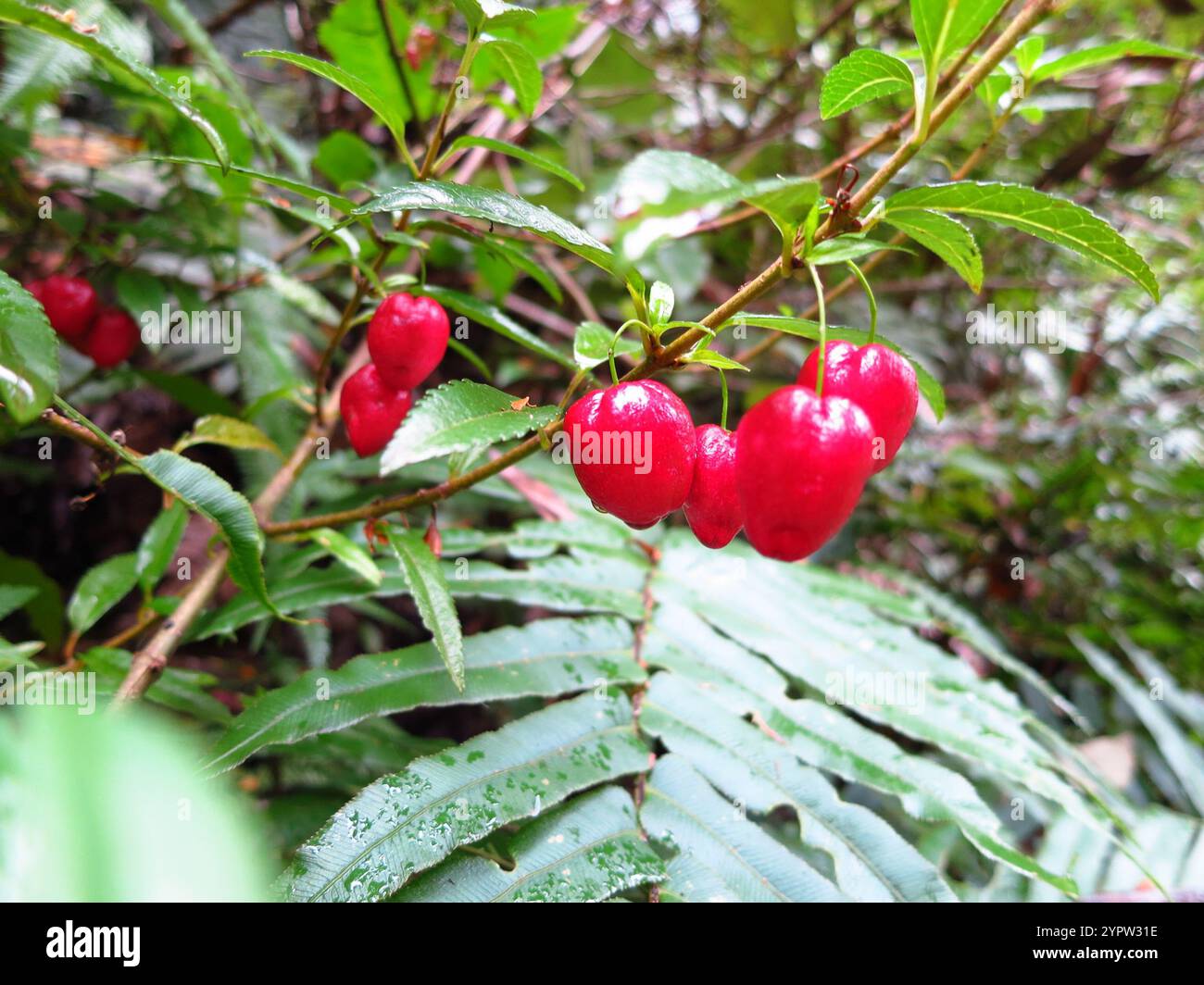 heart berry (Aristotelia peduncularis Stock Photo - Alamy