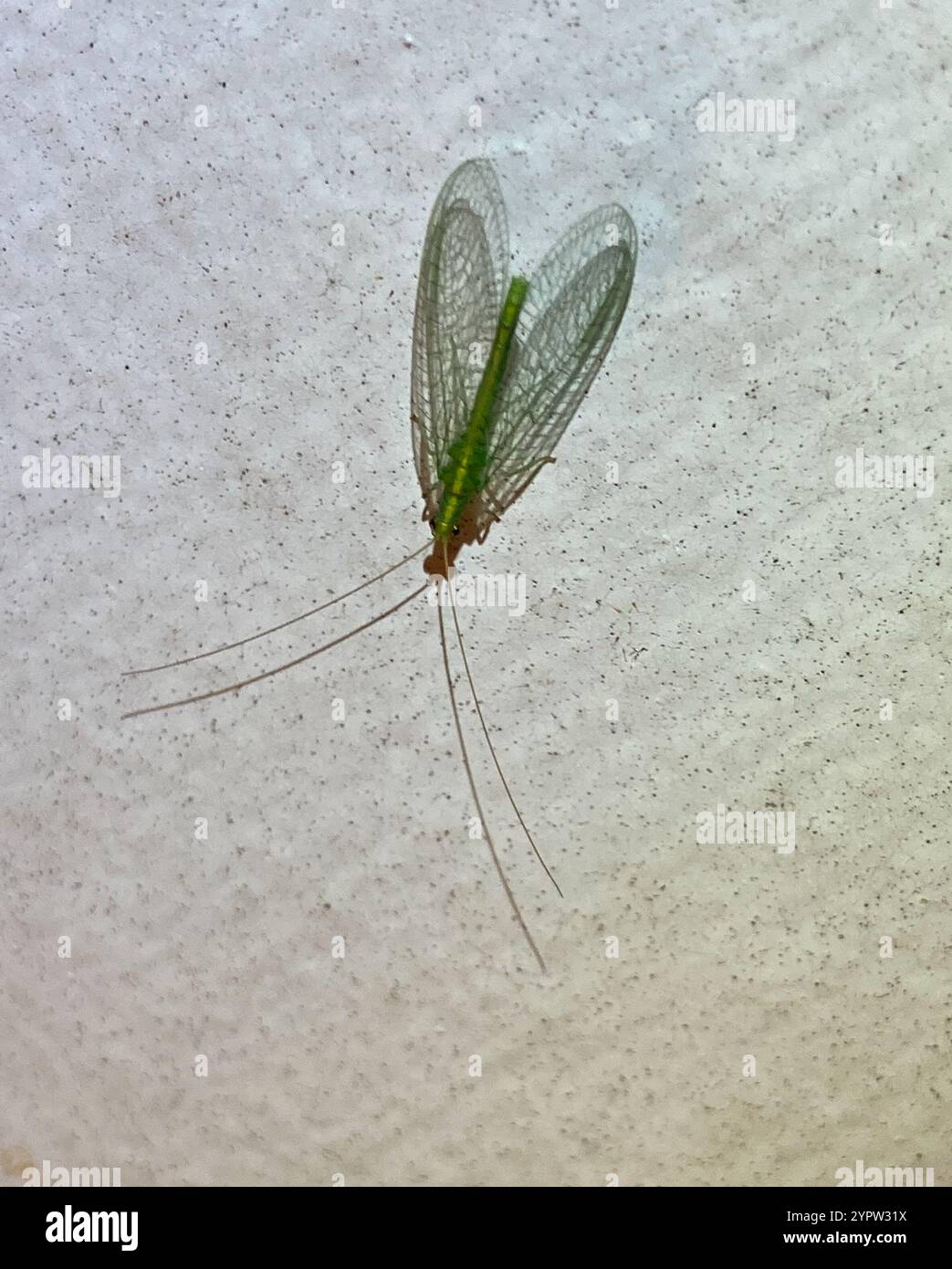 Mallada hi-res stock photography and images - Alamy