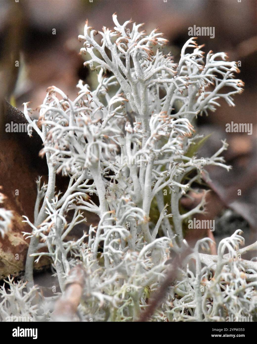 gray reindeer lichen (Cladonia rangiferina Stock Photo - Alamy