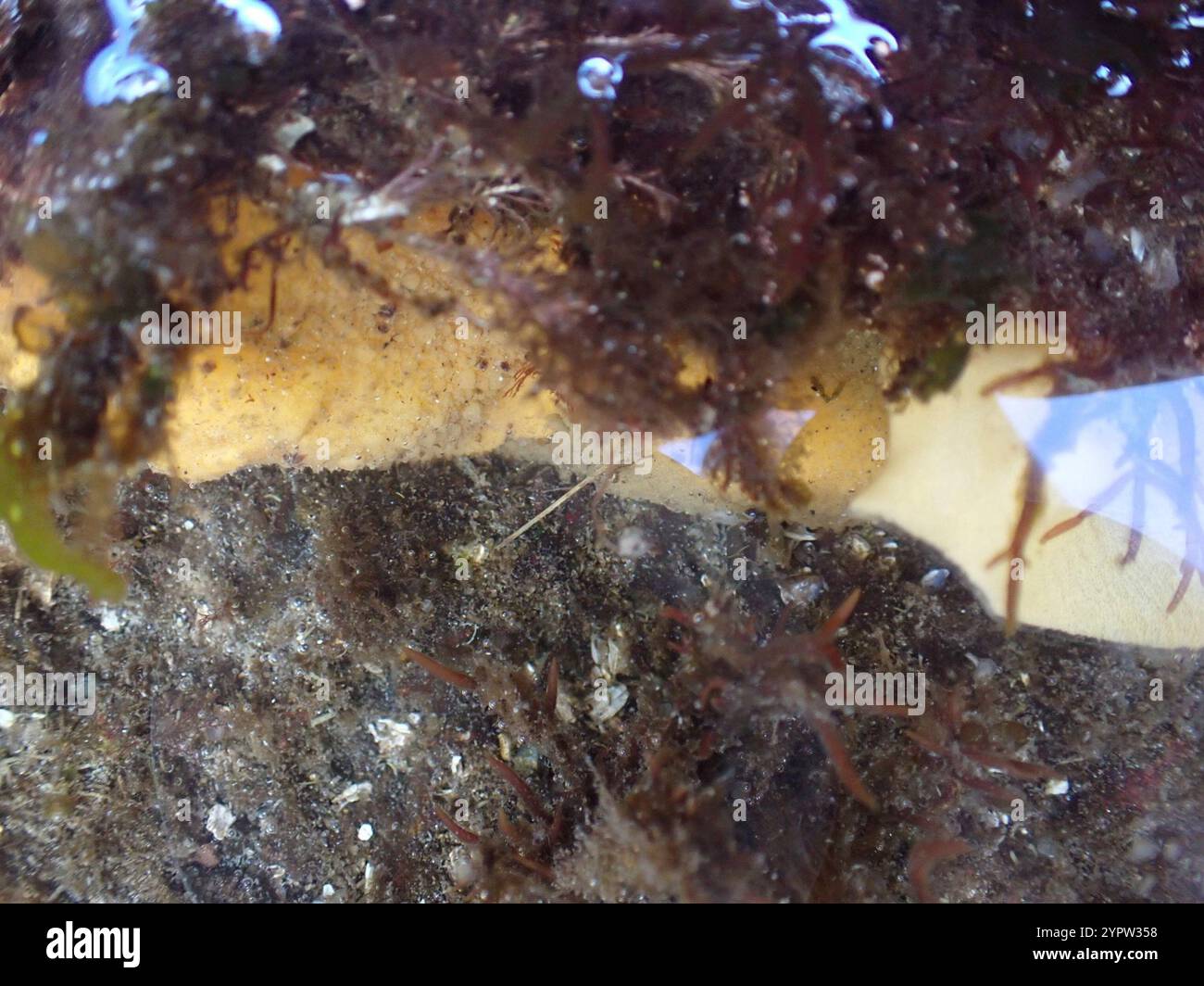 Montereyensis hi-res stock photography and images - Alamy