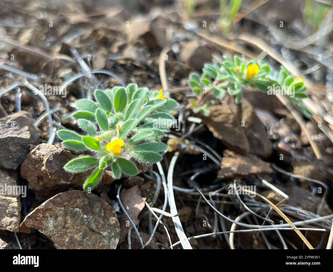 foothill deervetch (Acmispon brachycarpus Stock Photo - Alamy