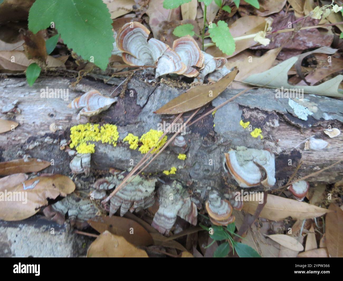 slime molds (Mycetozoa Stock Photo - Alamy