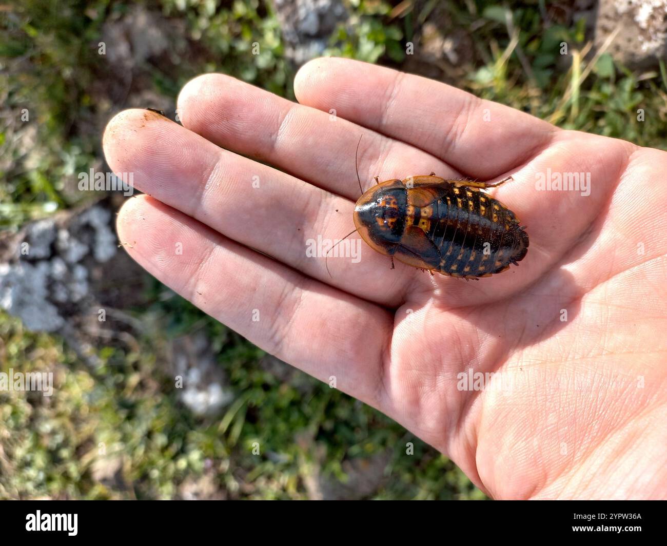 Dubia Cockroach (Blaptica dubia Stock Photo - Alamy