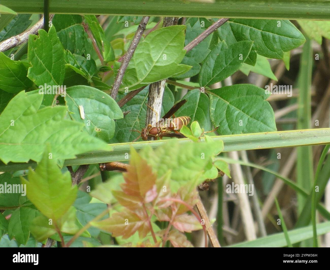 Polistes bellicosus hi-res stock photography and images - Alamy